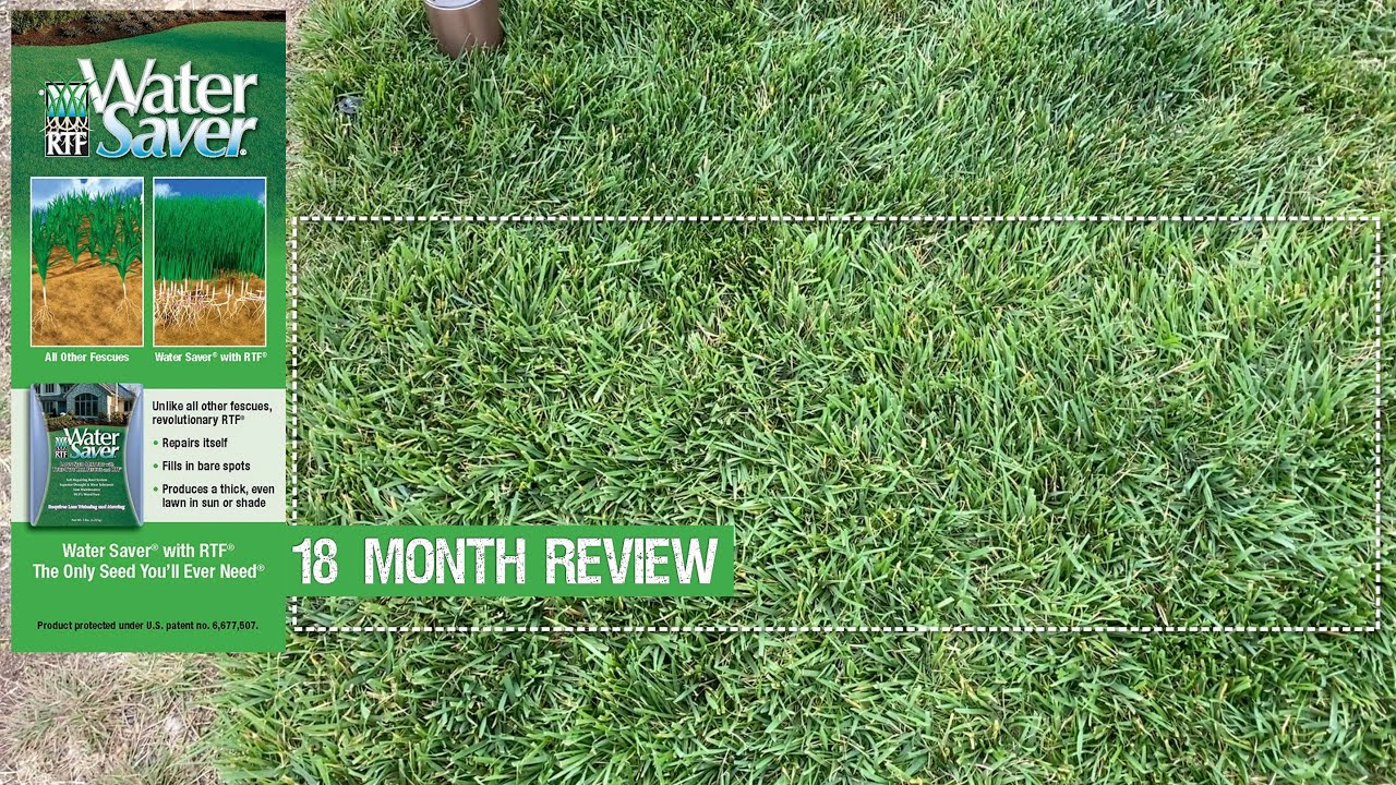 RTF Water Saver 18 month Tall Fescue Lawn Test Plot Update - YouTube