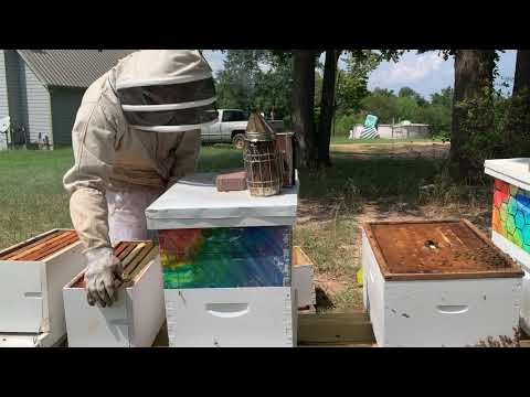 Beekeeping: Late Summer Hive Split? - YouTube
