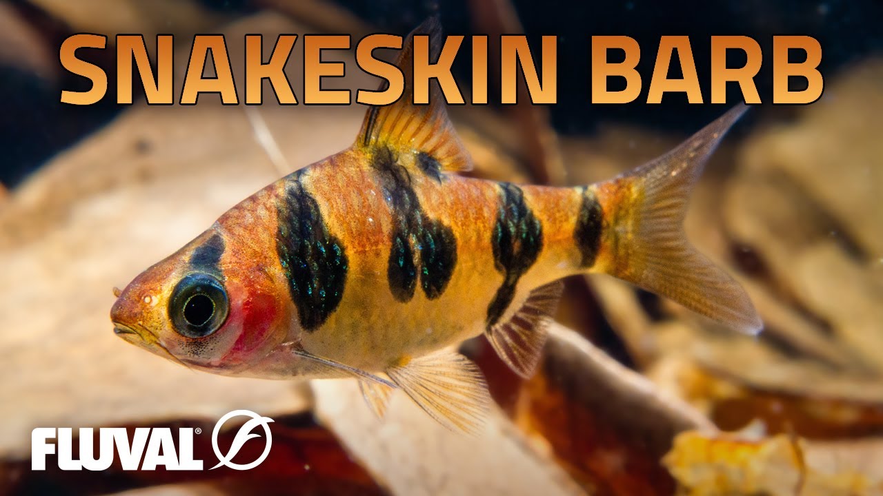 Species Spotlight | Snakeskin Barb - YouTube