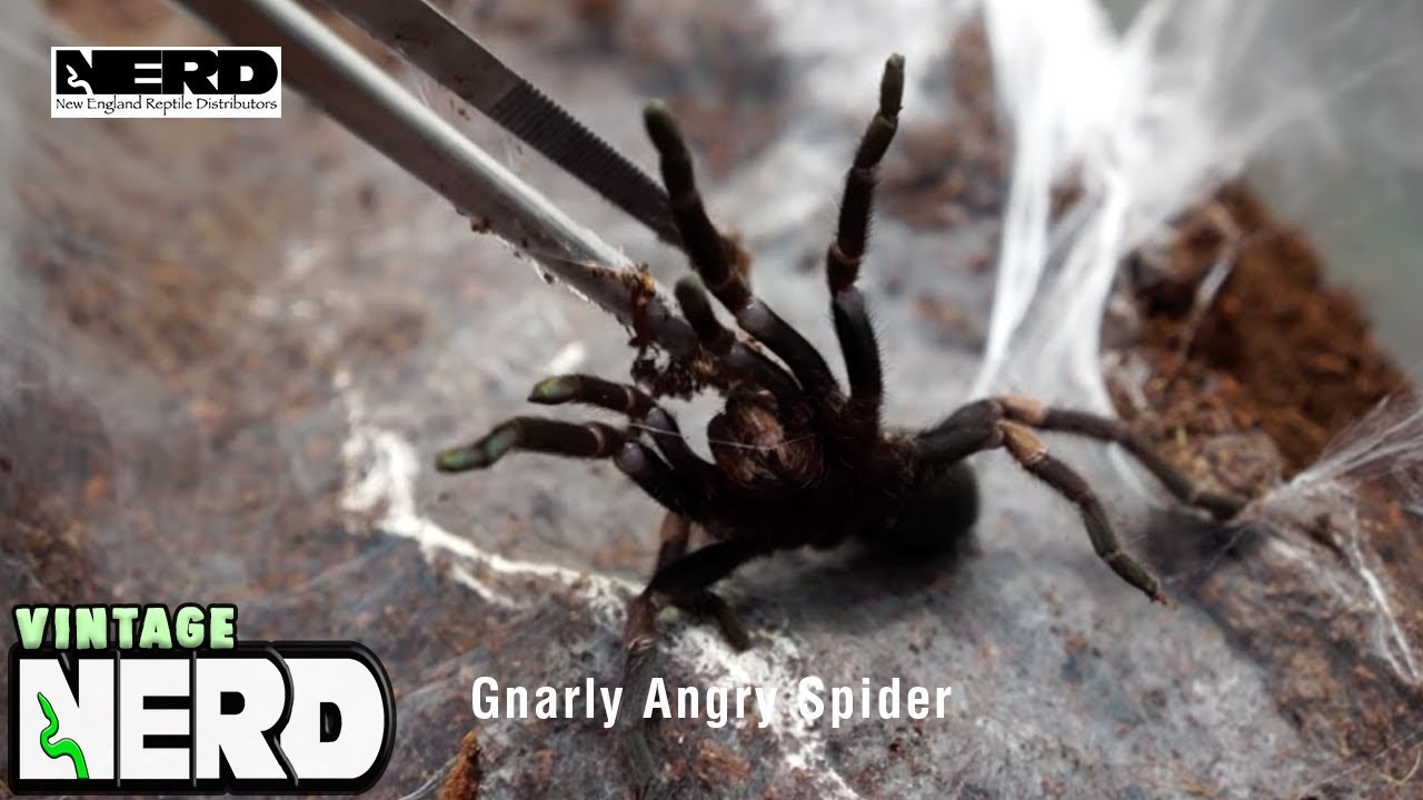 Gnarly Angry Spider - YouTube