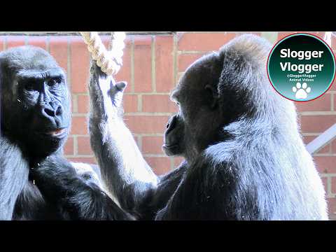 Gorilla Shufai Tries To Grab Asante At Twycross Zoo