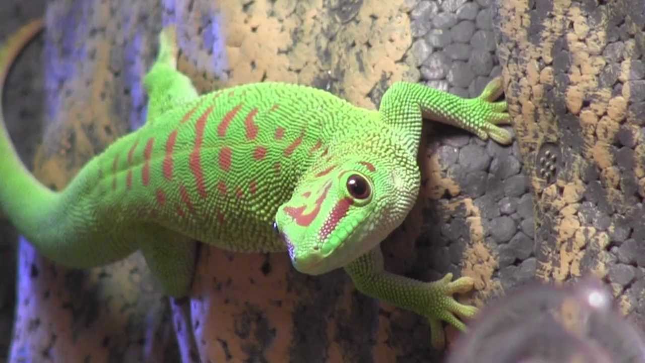 Giant Day Geckos The Close ups February 2014 - YouTube