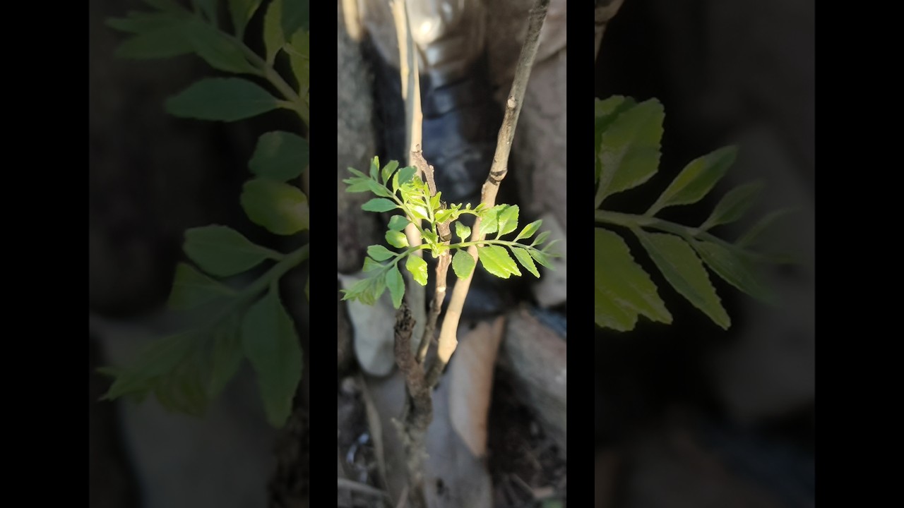 green leaf - YouTube