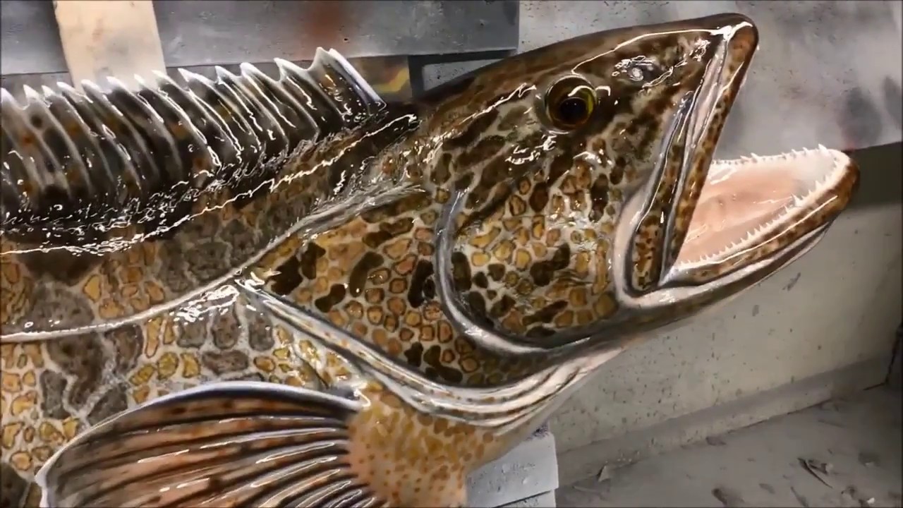 Ling Cod Fish Mount Replica | Coast To Coast Fish Mounts - YouTube