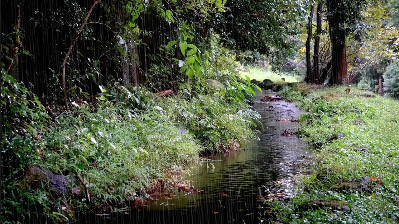 The Sound of a Small Stream Flowing Gently and Rain - Rain Sounds that ...