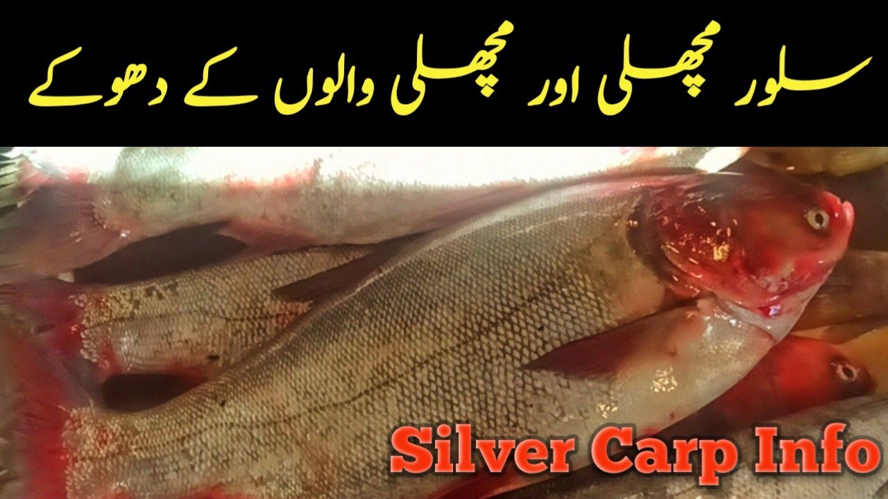 Silver Carp Information | میٹھے پانی کی مچھلی اور دھوکے #fishinfo #urdu ...