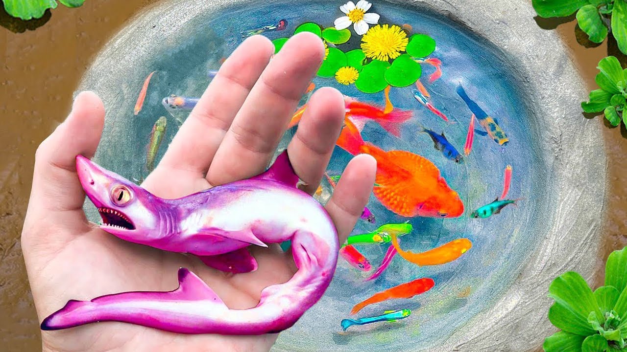 Catch Strange Arowana Fish On Slide, Red Leon Fish, Swordtail Fish ...