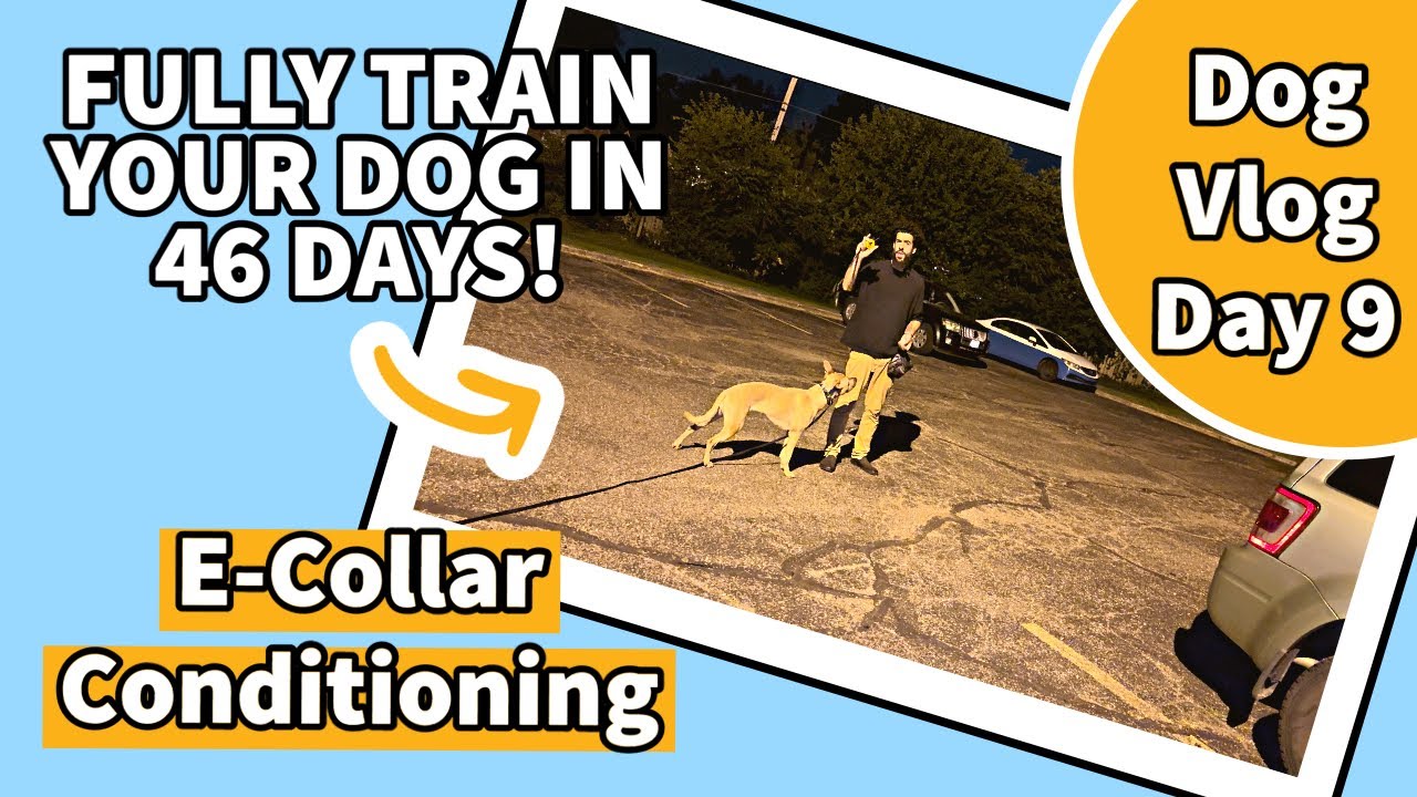 E-Collar Conditioning: Using Recall - Dog Vlog Day 9 - YouTube
