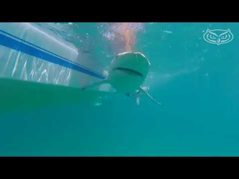Tracking Black Tip Shark Migration - YouTube