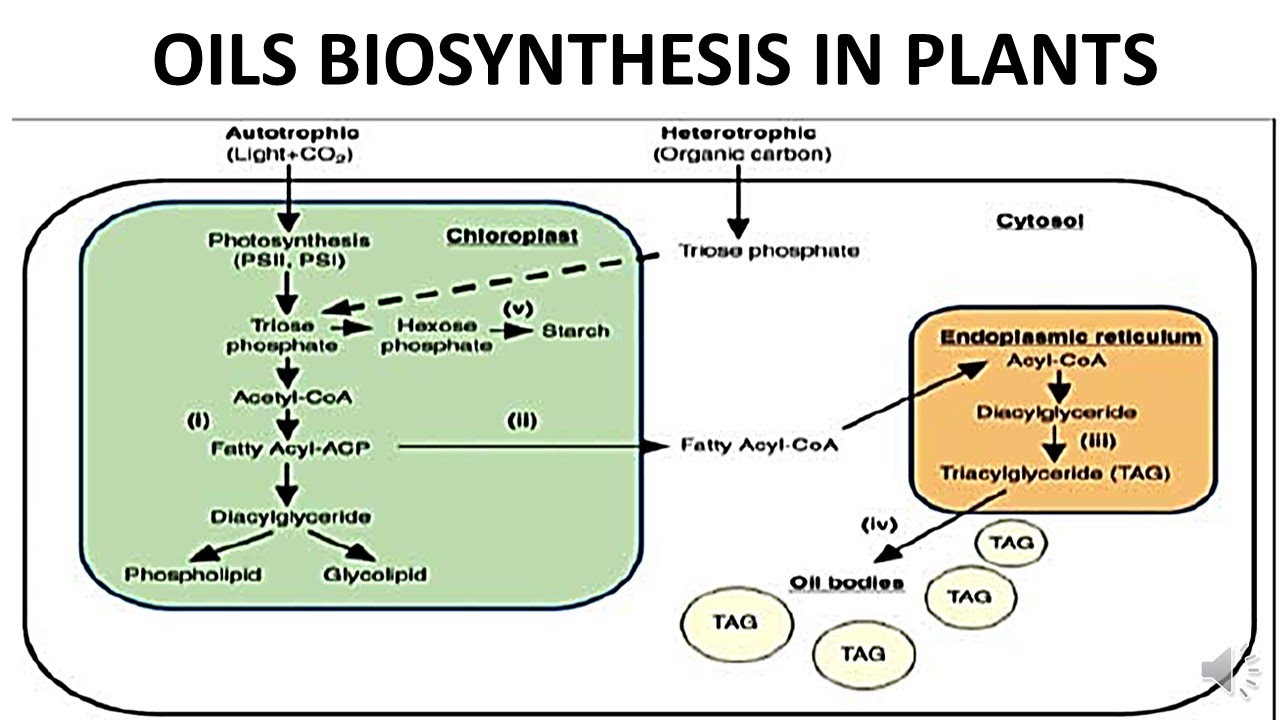 OIL BIOSYNTHESIS IN PLANTS - YouTube