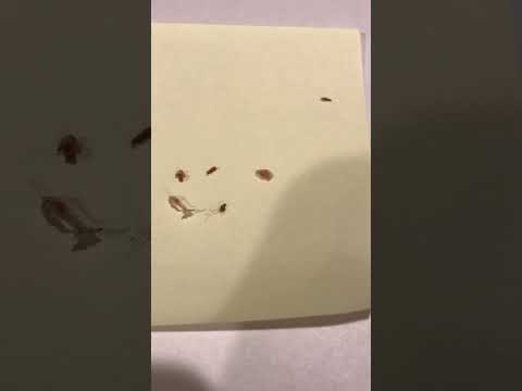 Do Carpet Beetles Infest Paper