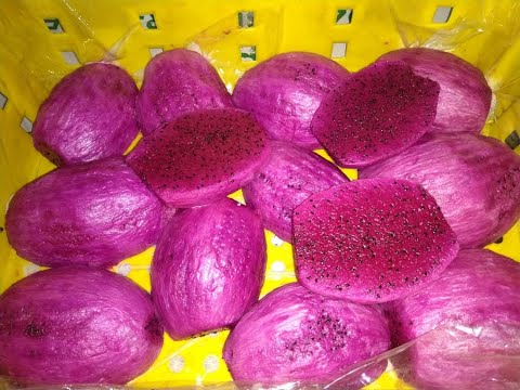 Frozen Dragon Fruit Exporter // Frozen Pitaya Supplier - YouTube