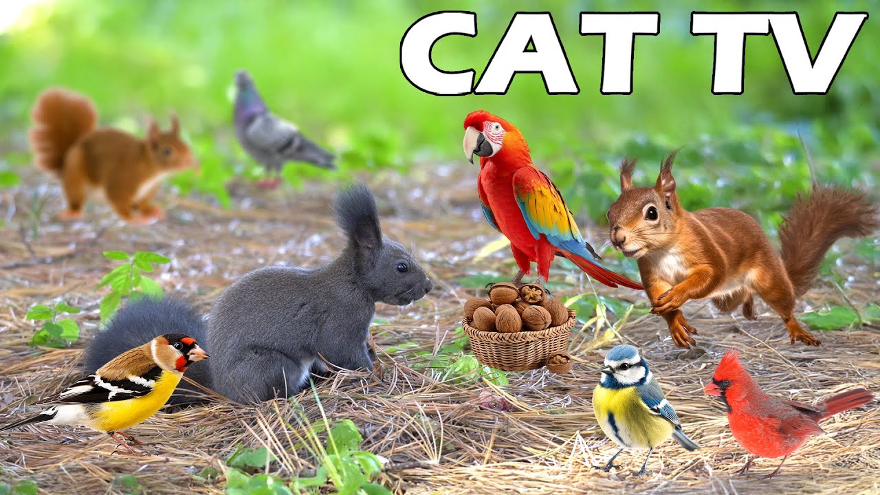 SPECIAL TV FOR PETS To Relax 😻📺 Chill Out This Spring With Squirrel ...