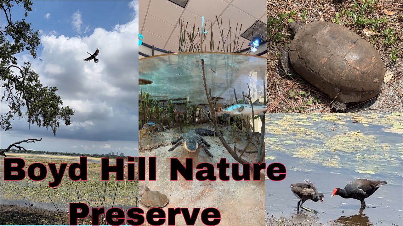 Boyd Hill Nature Preserve //park// St. Petersburg Florida - YouTube