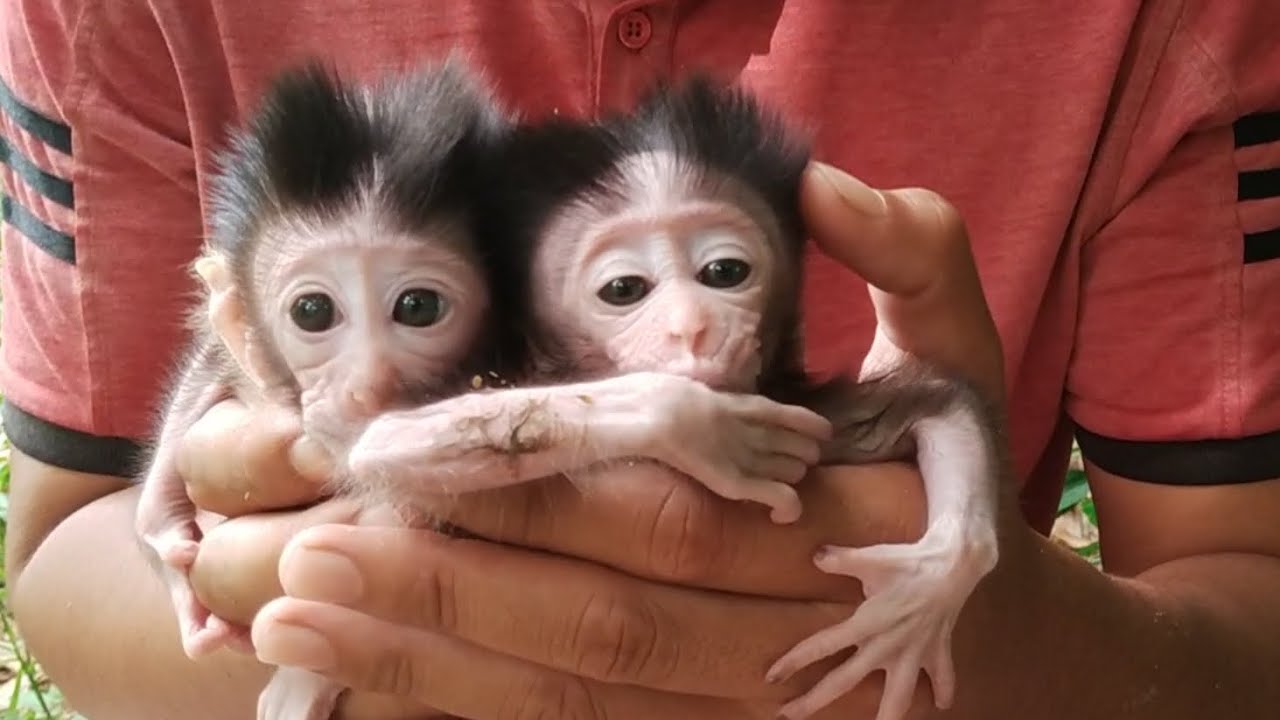 BABY MONKEY MIKEY AND MERRY ARE SO CUTE 😘🥰 - YouTube