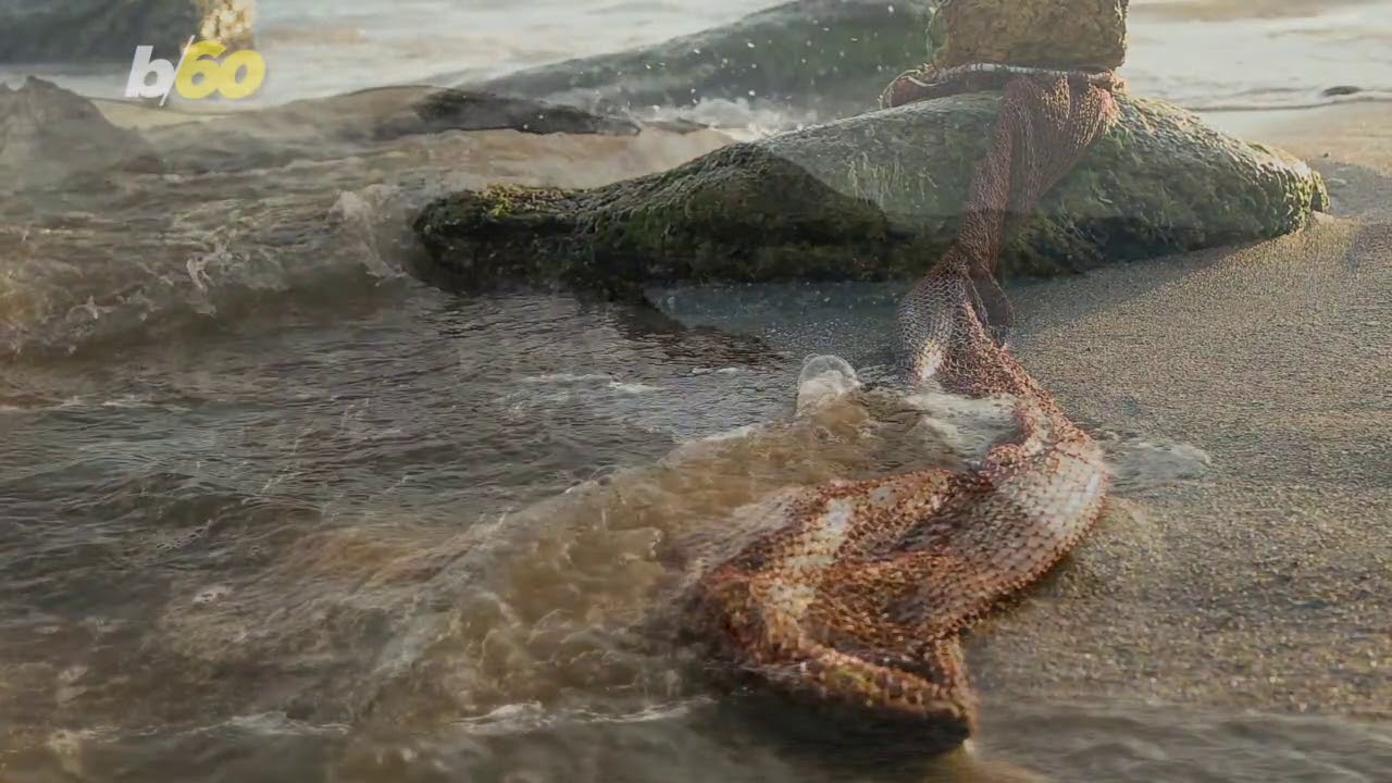 Rescued Seal Released After Being Caught in a Ghost Net - YouTube