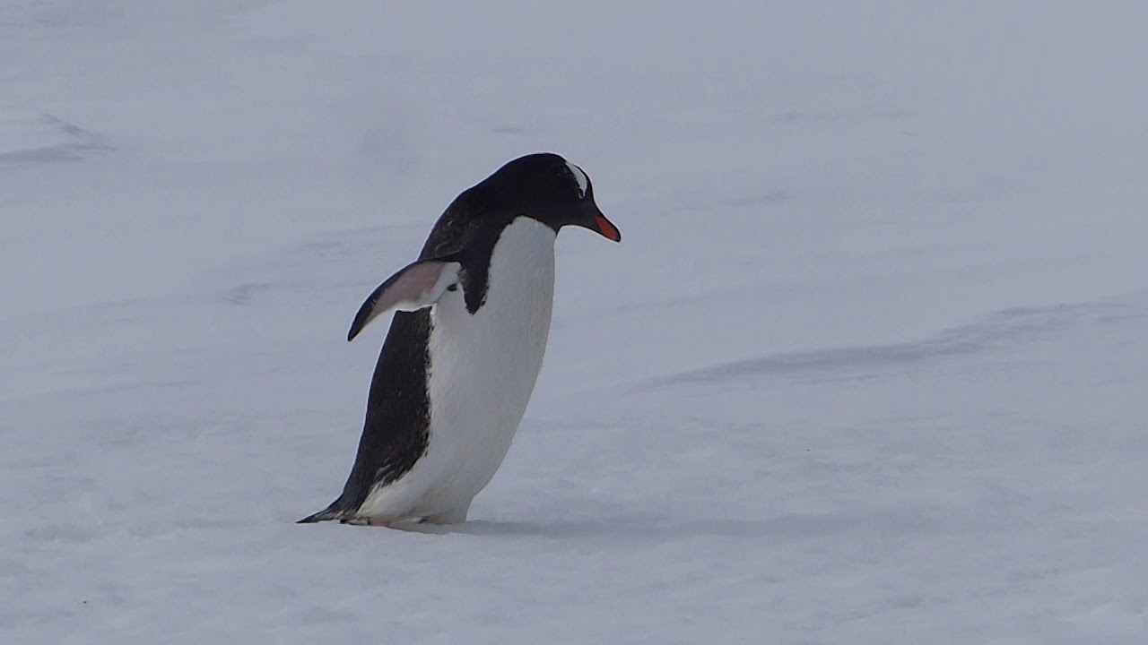 A clumsy gentoo penguin walking and falling - YouTube