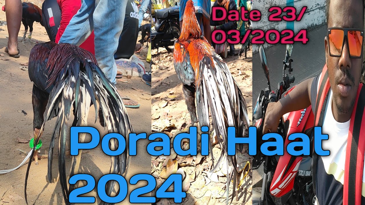 Asel Murga Market Poradi l Deshi Murga Market l Highbrite Murga - YouTube