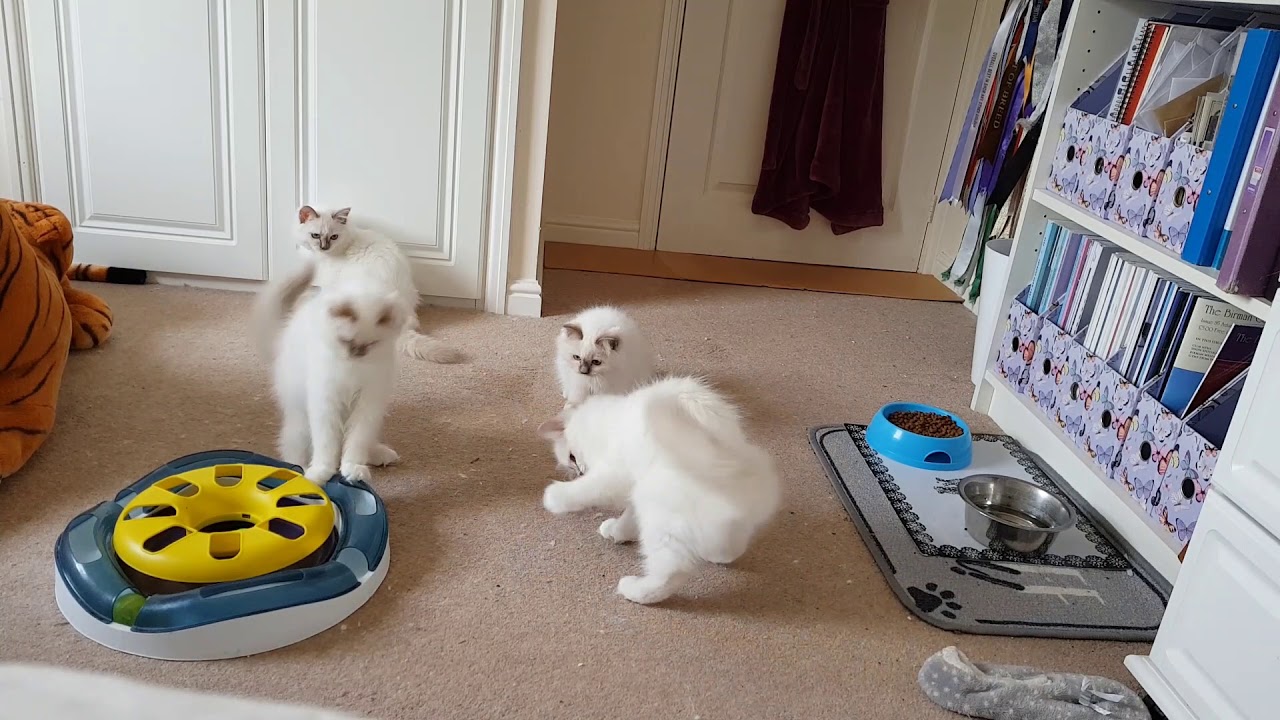 Birman Kittens at 15 weeks old - YouTube