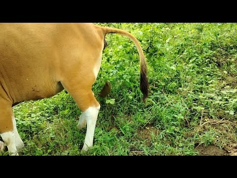 Cow pooping - YouTube