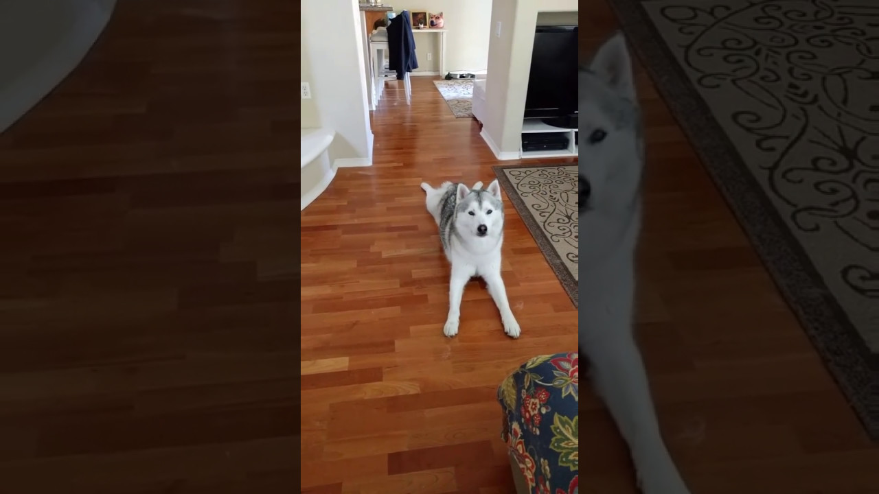 Husky demonstrates how to sploot - Cute and funny - YouTube
