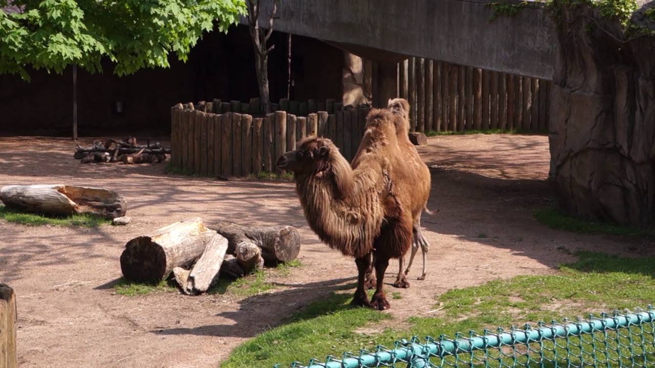 Bactrian Camel Born at Lincoln Park Zoo - YouTube