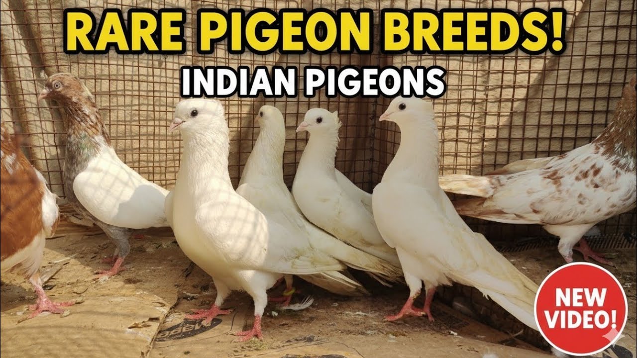 Colour wale behtreen kabutar jo dekhe nahi hoge youtube par-7021412370 ...