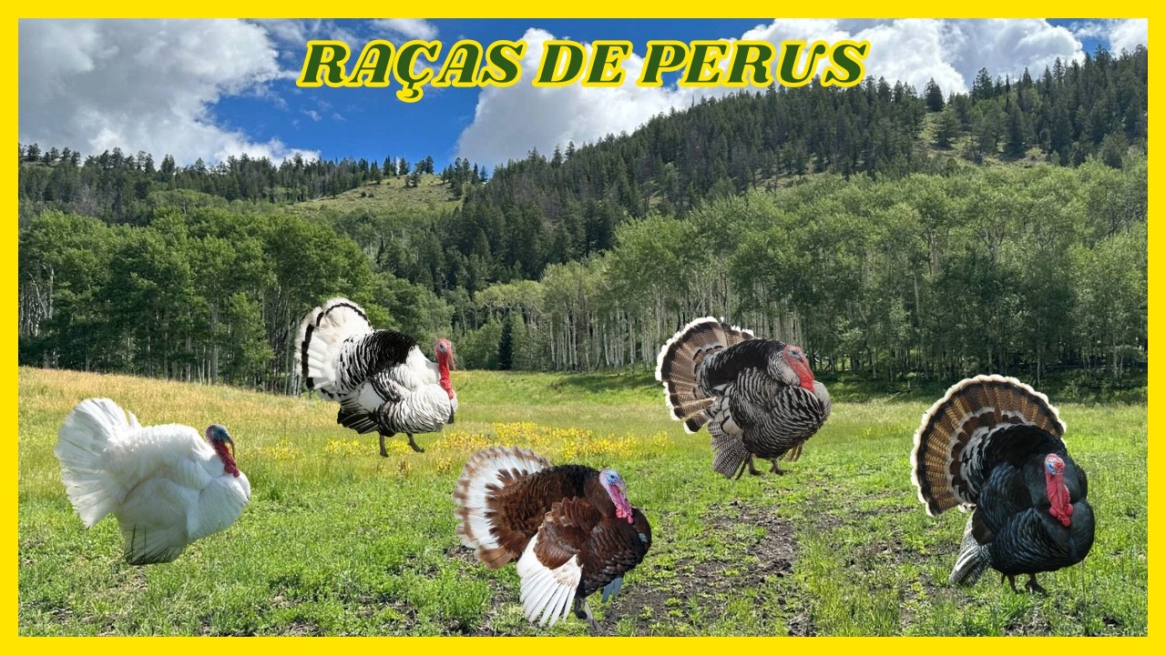 5 Raças de Perus: Características e Curiosidades Incríveis! #aves # ...