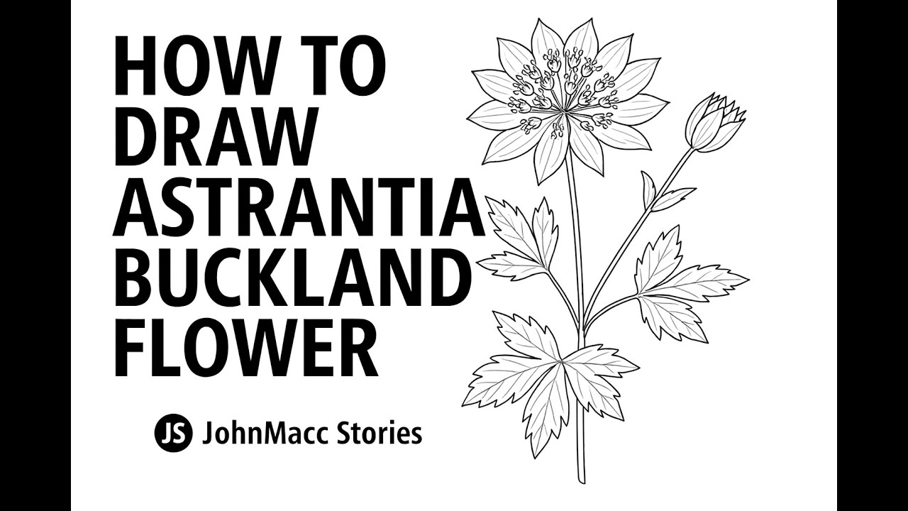 How to Draw Astrantia Buckland Flower | Johnmacc Stories - YouTube