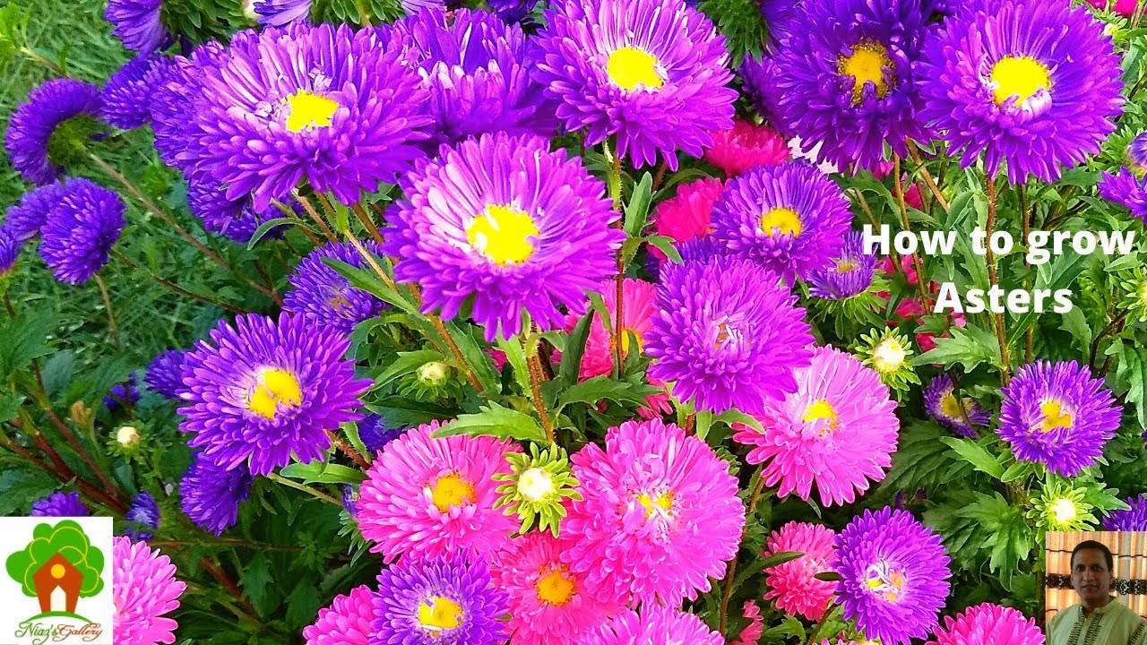 How to grow Aster flowers from seeds. এস্টার ফুল চাষ। বীজ থেকে এস্টার ফুলের চারা তৈরি। - YouTube