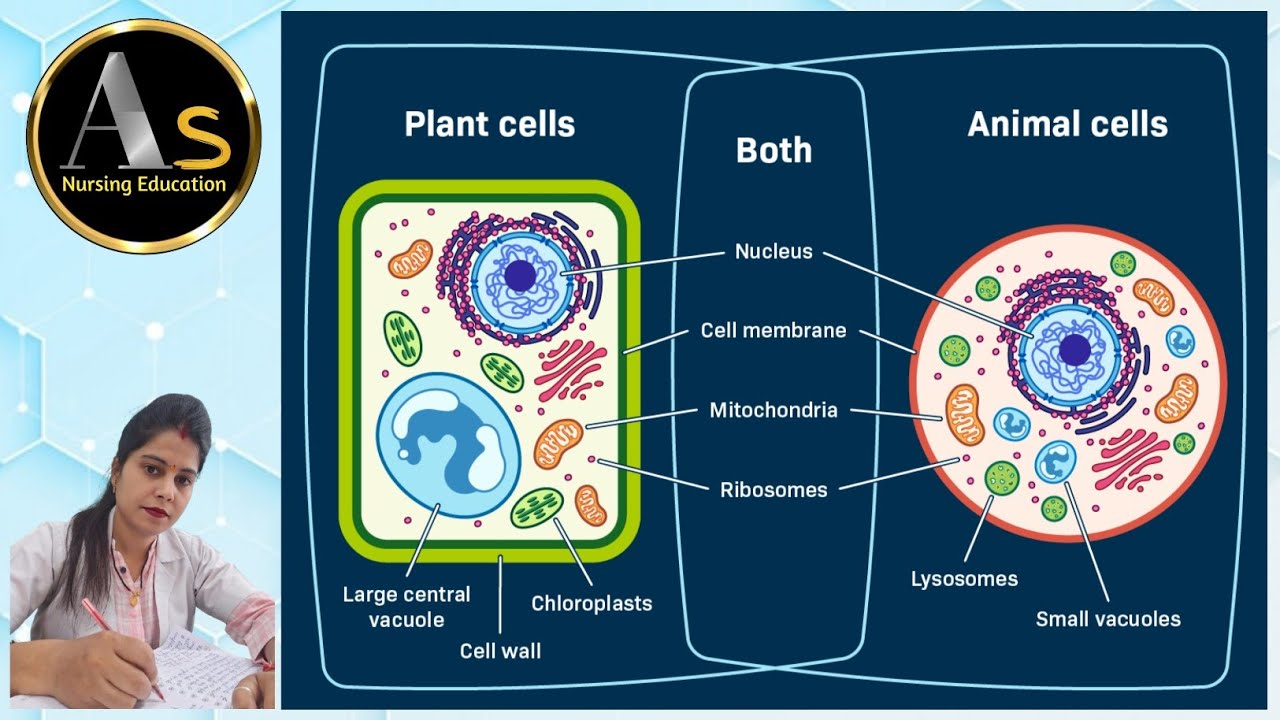cell I cell structure and function I cell anatomy and physiology l ...