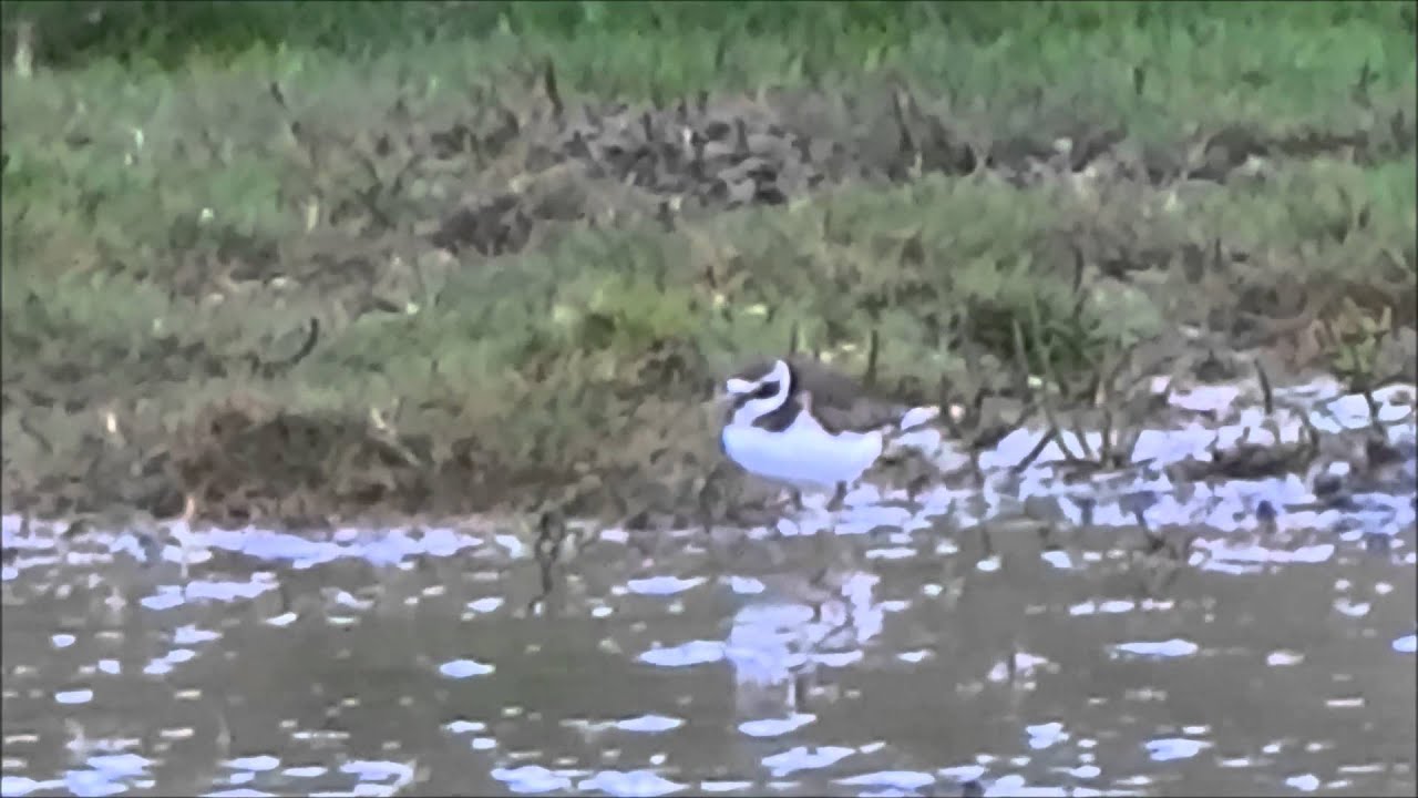 Juvenile Ringed Plover / Juveniele Bontbekplevier (Charadrius hiaticula ...