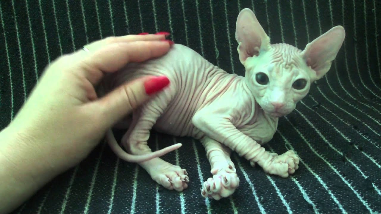 Don Sphynx Django Youtube