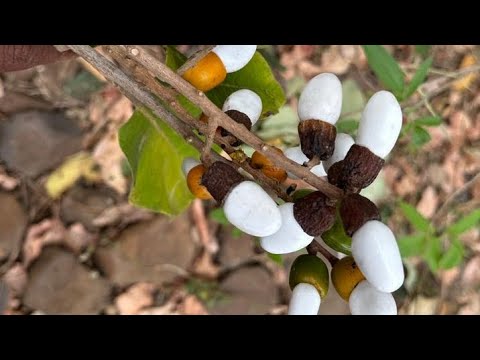 White biba bhilawa fire🔥test /Jhad forest tree 🌳/genuine with all test ...