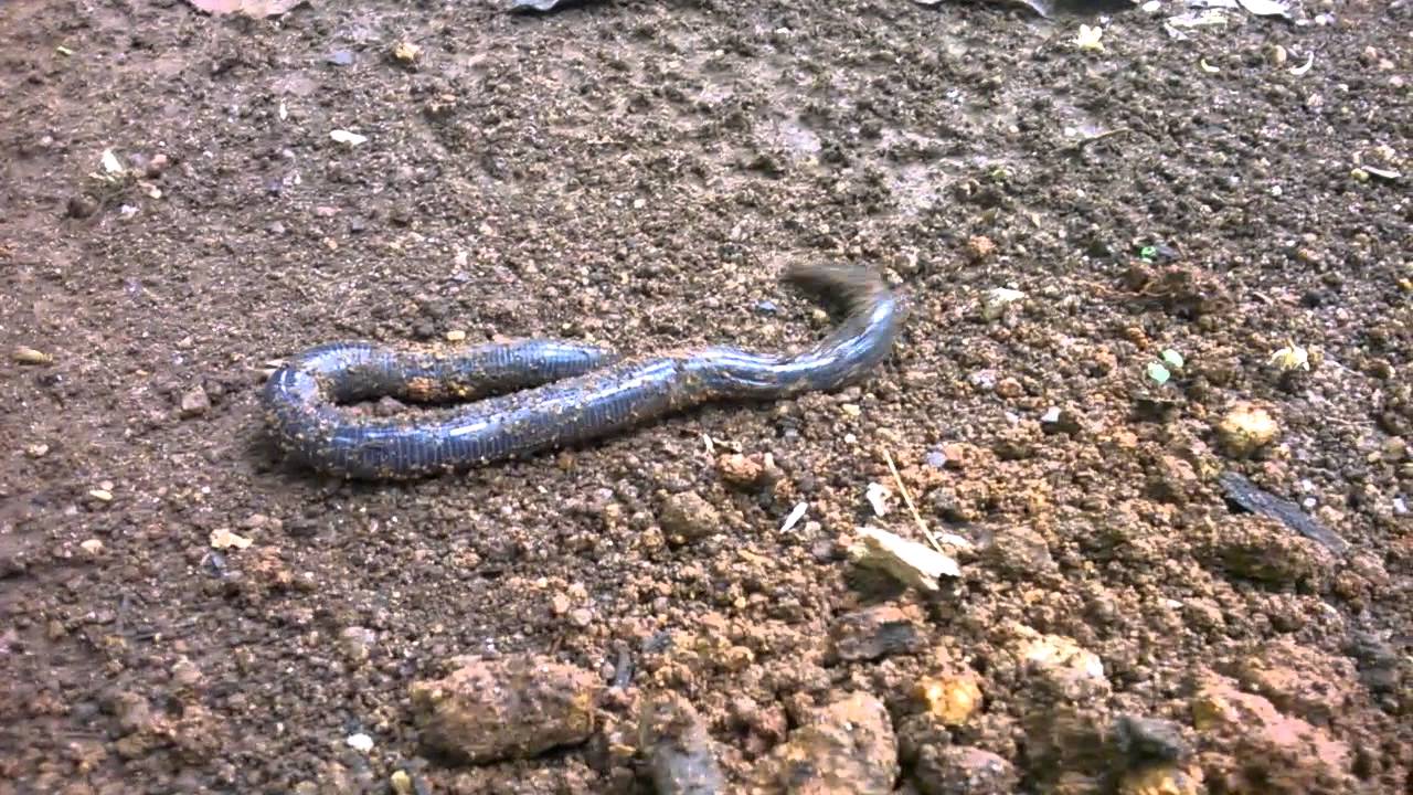 Iruthala moori-Sand Boas rare snake species -3 - YouTube