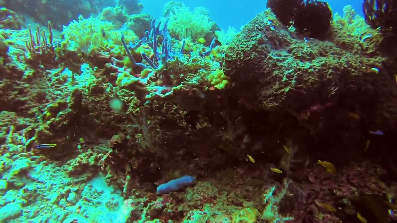 Mojo Island Long Reef 21 7 2022 2pm - YouTube