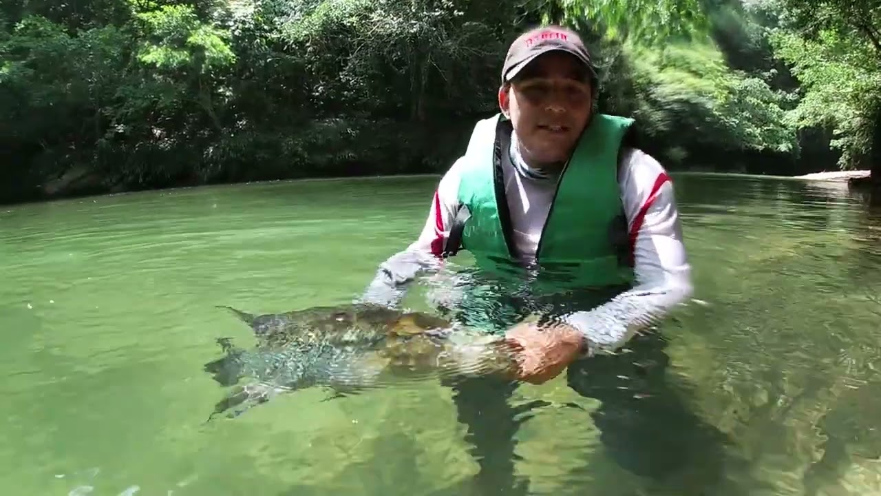 Pesca de Mojarra Azul en río de aguas cristalinas - Magdalena Medio ...
