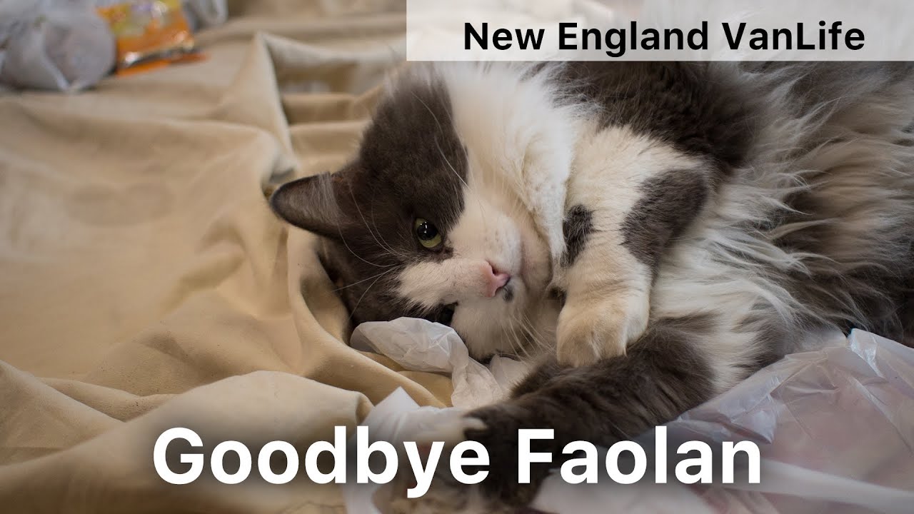 I Lost My Cat Just Before New Year - Rest In Peace Faolan - YouTube