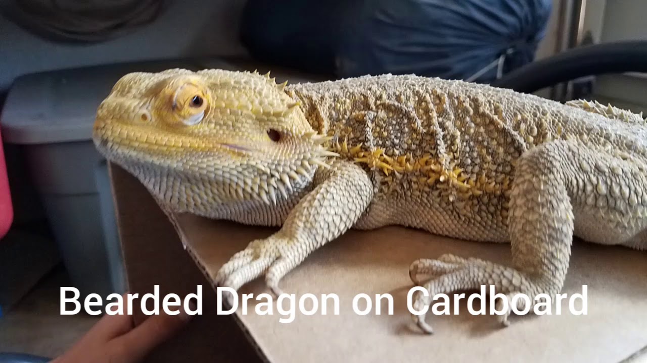 Bearded Dragon ASMR (Satisfying) - YouTube