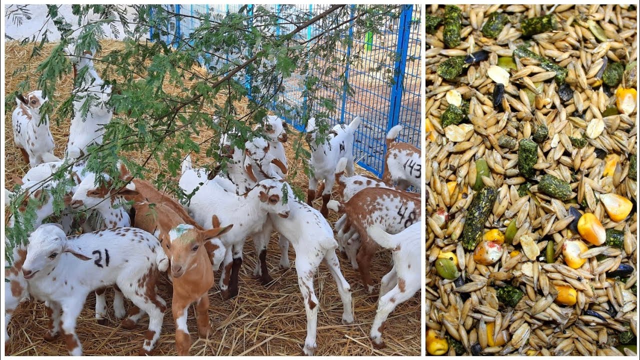 Worlds Best Goat Feed at Lowest price / Goat Farming Feed in India, how ...