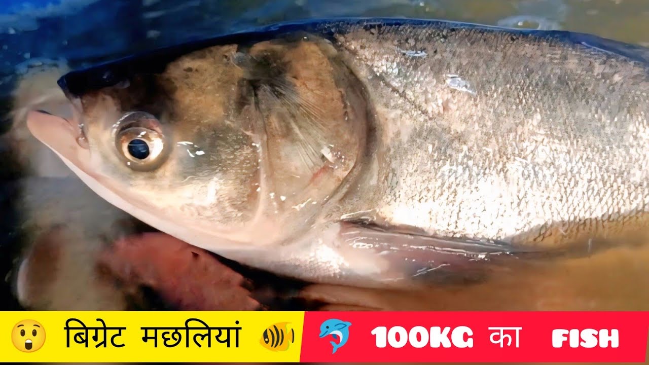 बिग्रेट मछलियां 🐠 100kg का #fish 🐬 #fishing @BasantuMB - YouTube