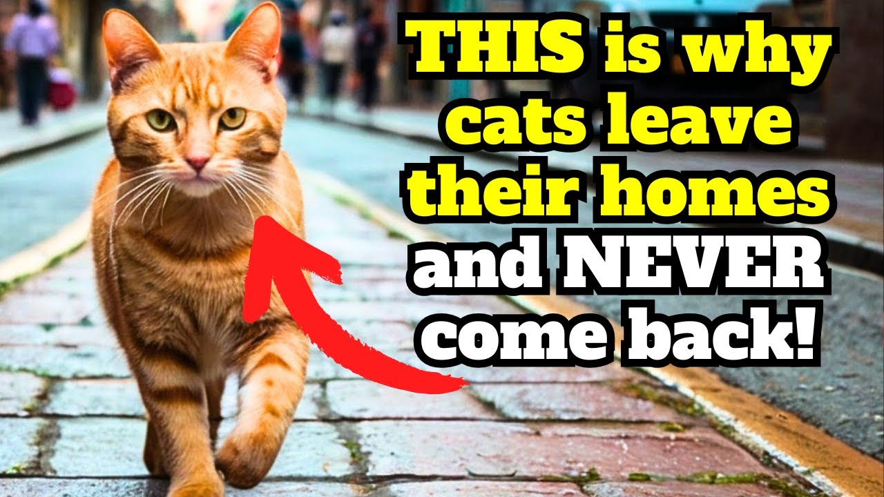 Why Do Cats Leave and Never Come Back? 🐈 12 REASONS and how to avoid ...