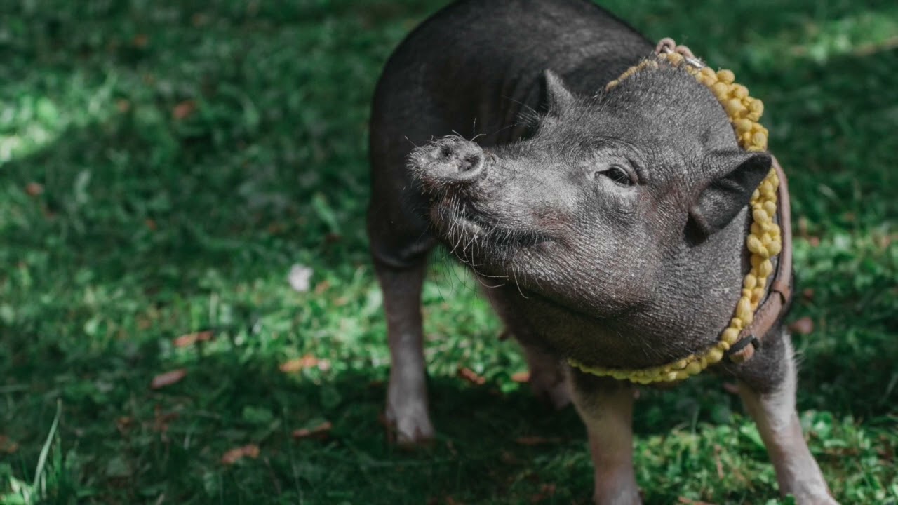 Pig Squeal Sound: SOUND EFFECT - YouTube