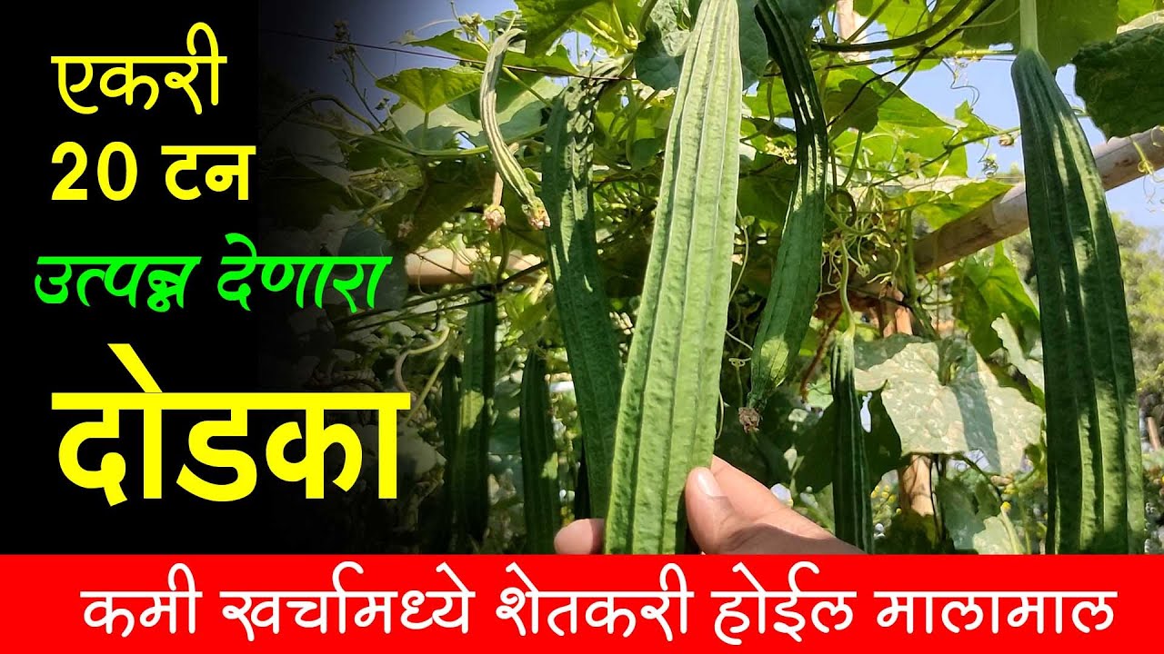 एका एकरात 200 क्विंटल उत्पन्न देणारा दोडका | dodka sheti | Dodka ...