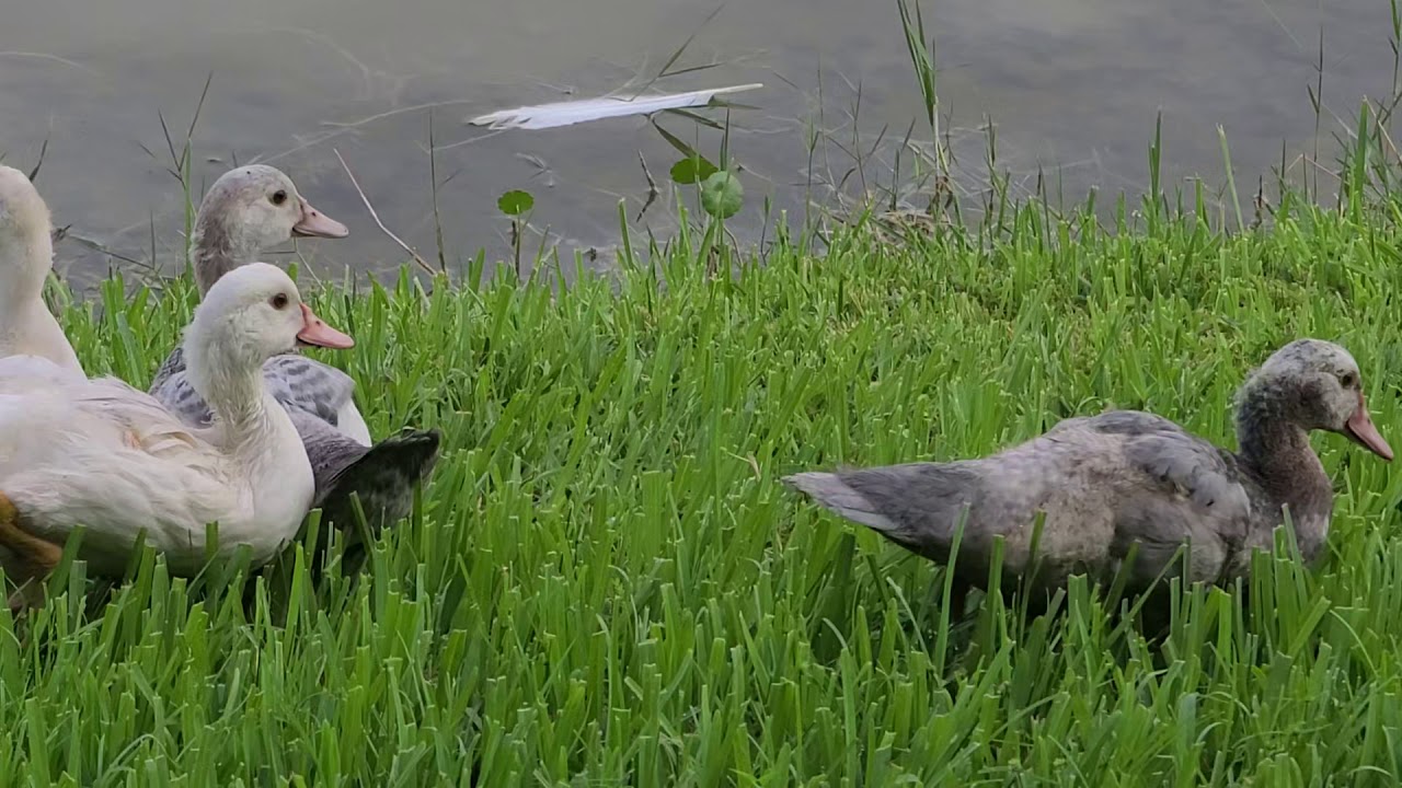 Two lavender and two white 2 month old Muscovy ducklings on grass - YouTube
