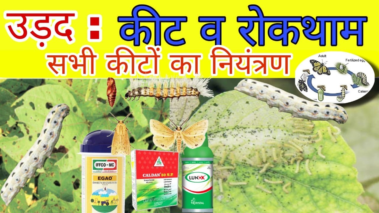 उड़द की फसल में लगने वाले कीट एवं उनका नियंत्रण #urad #blackgram Insect ...