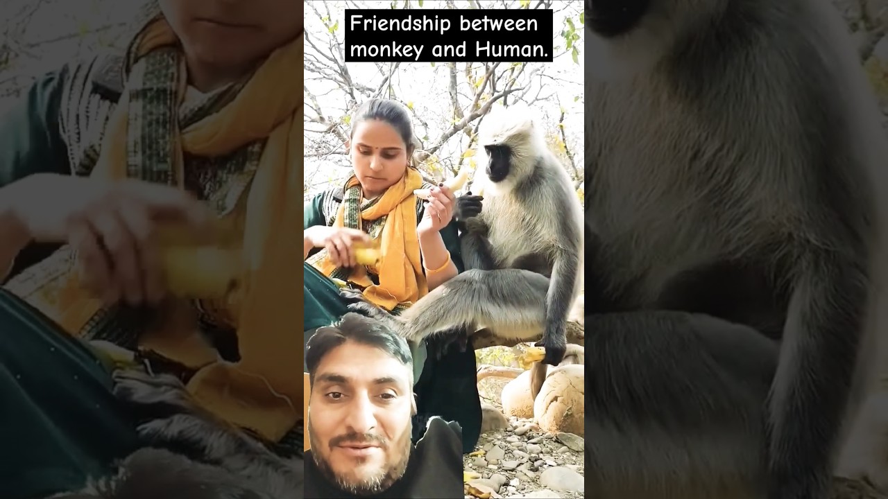 #Human Vs MONKEY. #friends#monkey#army#funny #animals#mr.beast#comedy#zoo#funnyanimal# ...