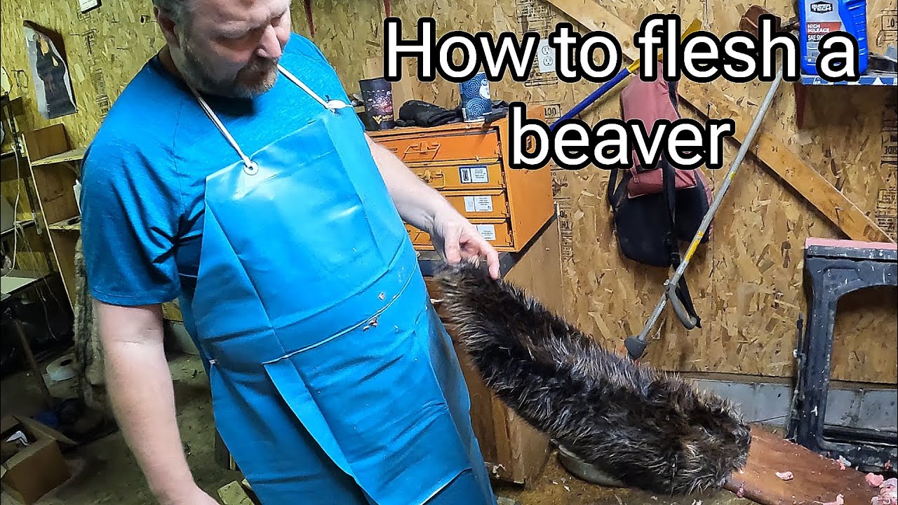 how to scrape a beaver - YouTube