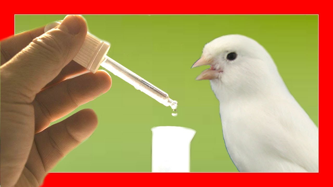 CUIDADOS DE LOS CANARIOS BLANCOS RECESIVOS 🐥 COMO CRIAR CANARIOS ...