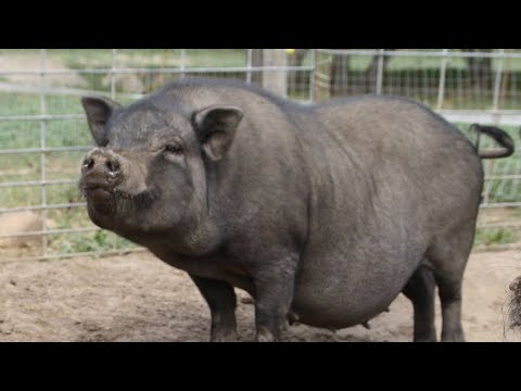 🐽 Farming with the pigs, 🐖 the world most expensive pig breed..are ...